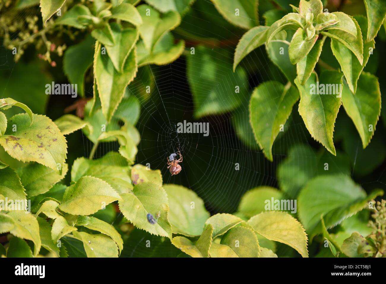 Spider in a web ready to catch insects with detail of cobweb in morning ...
