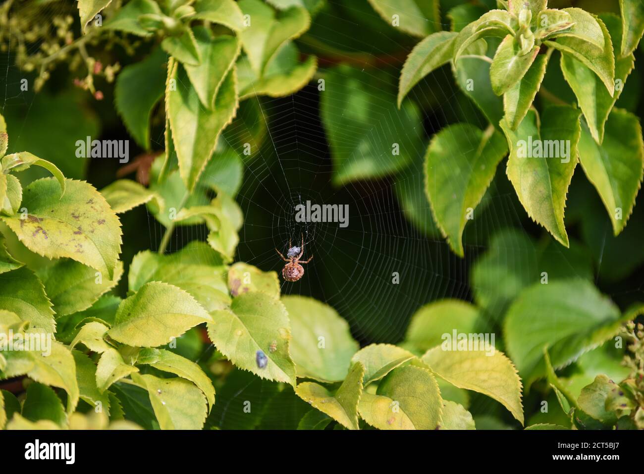 Spider in a web ready to catch insects with detail of cobweb in morning ...