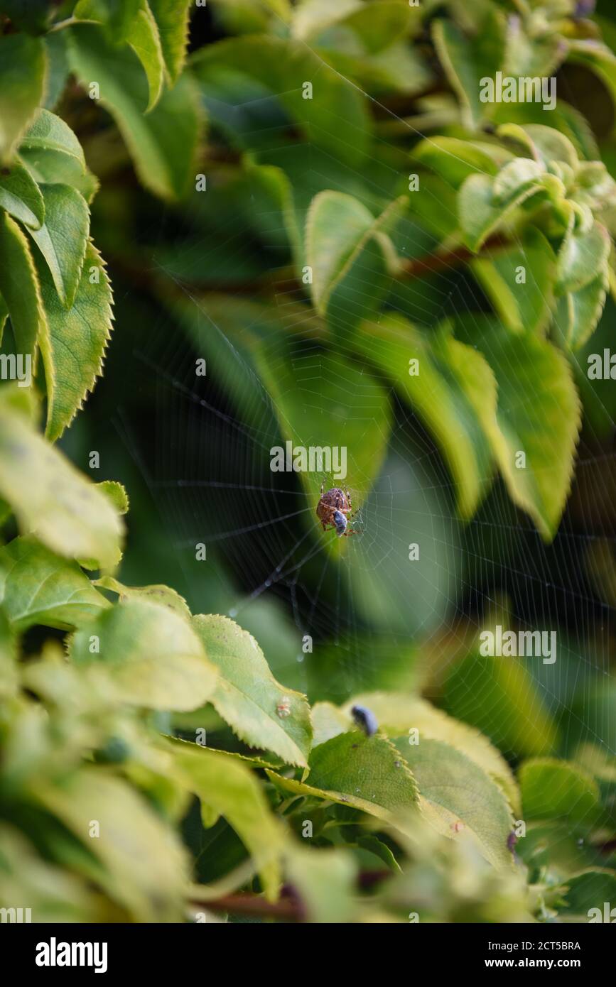 Spider in a web ready to catch insects with detail of cobweb in morning ...