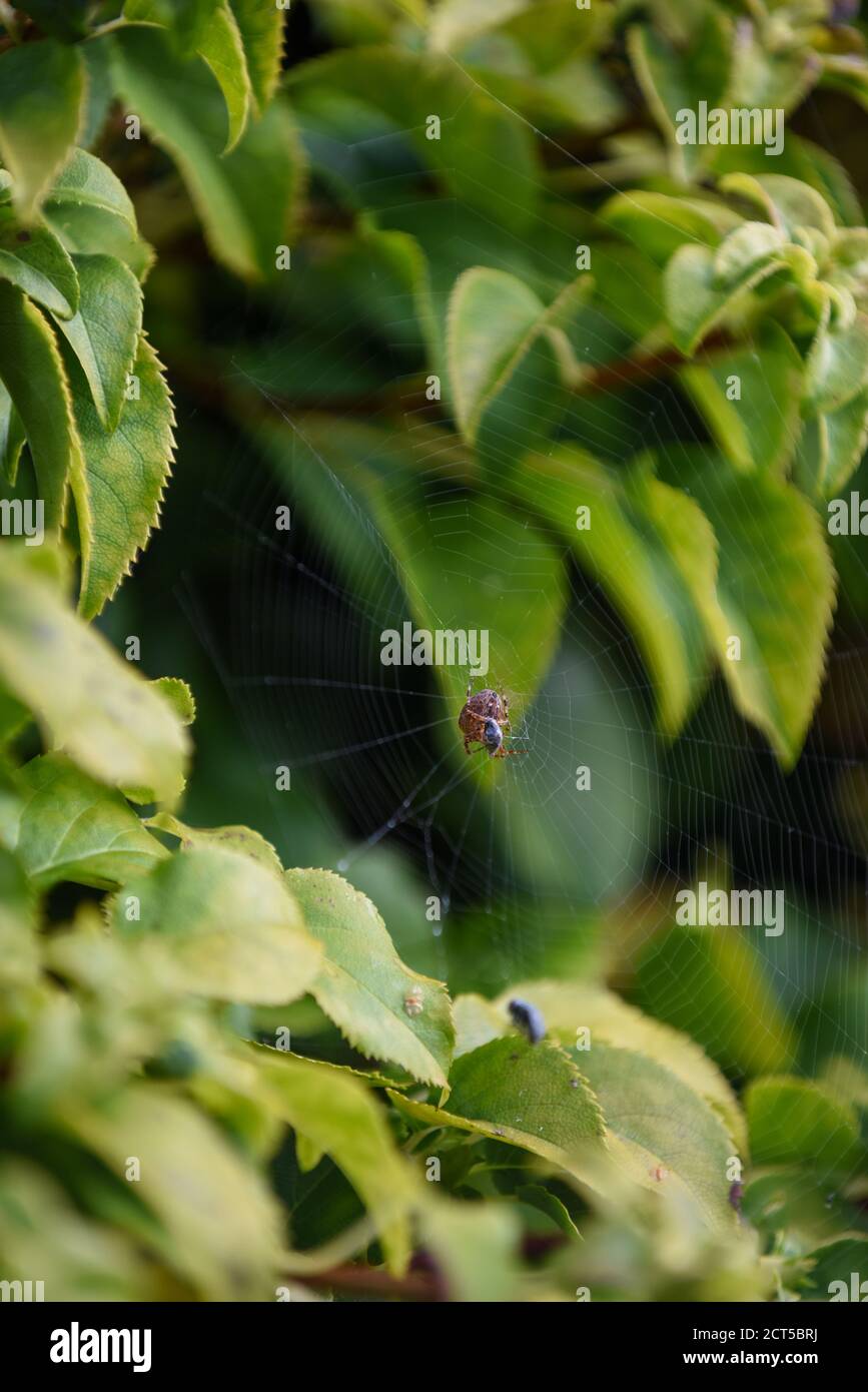 Spider in a web ready to catch insects with detail of cobweb in morning ...