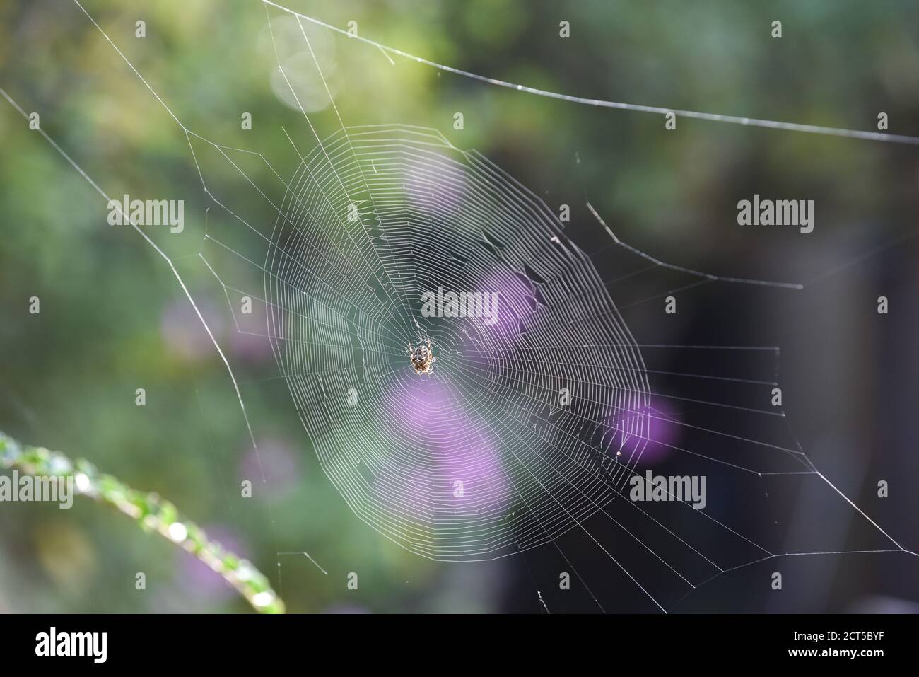 Spider in a web ready to catch insects with detail of cobweb in morning ...