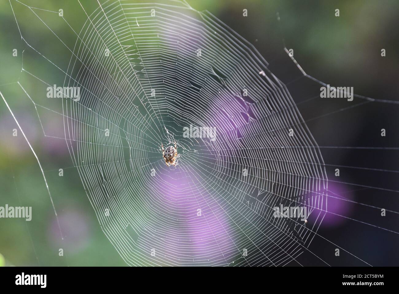 Spider in a web ready to catch insects with detail of cobweb in morning ...