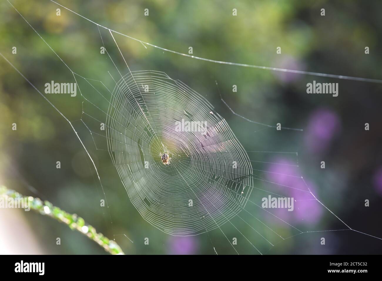 Spider in a web ready to catch insects with detail of cobweb in morning ...