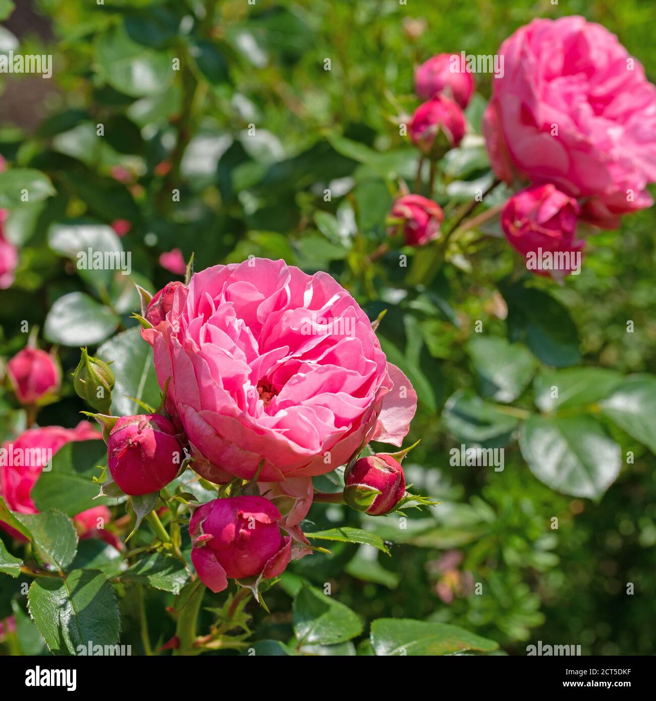 Rosa garden of roses hi-res stock photography and images - Alamy