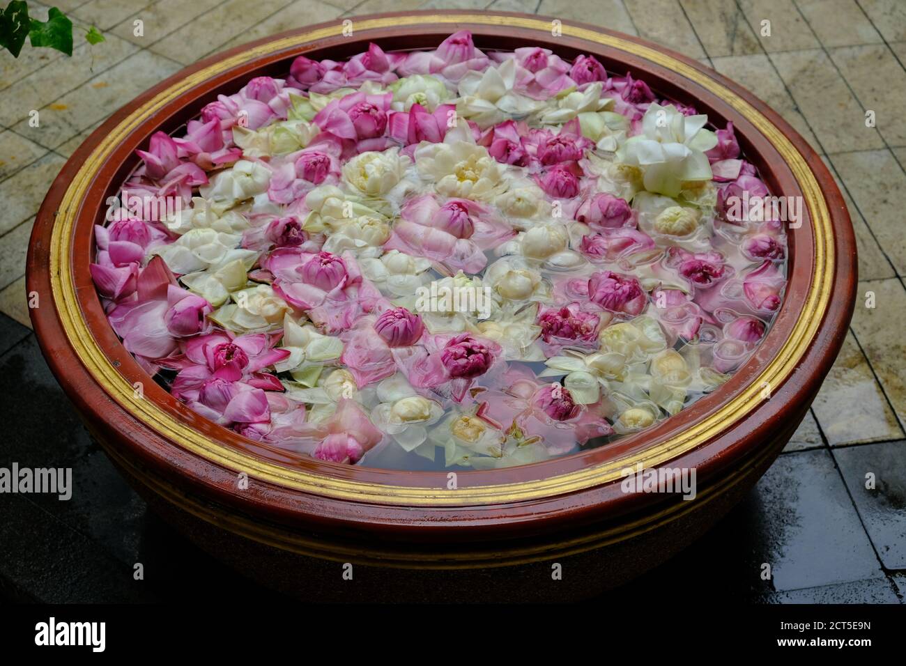 Beautiful flowers in sri lanka hi-res stock photography and images - Alamy