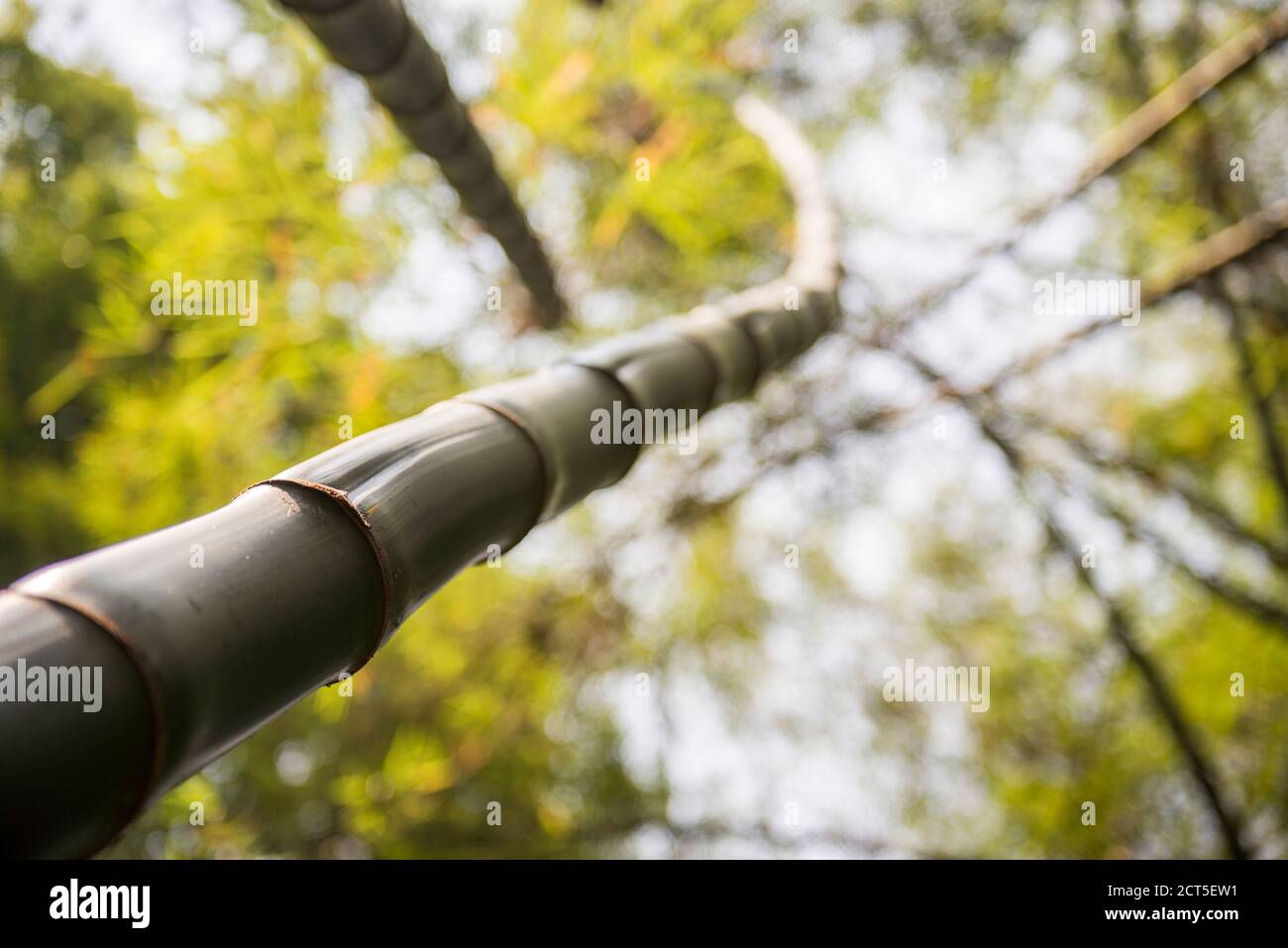 Bamboo Forest, National Kandawgyi Botanical Gardens, Pyin Oo Lwin ...