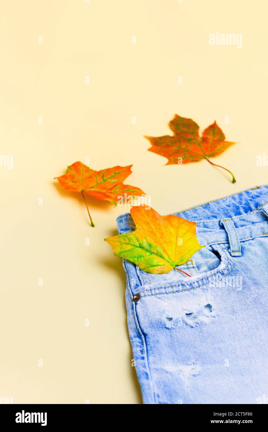 Bright maple autumn leaves in jeans pocket. Denim texture. Autumn ...