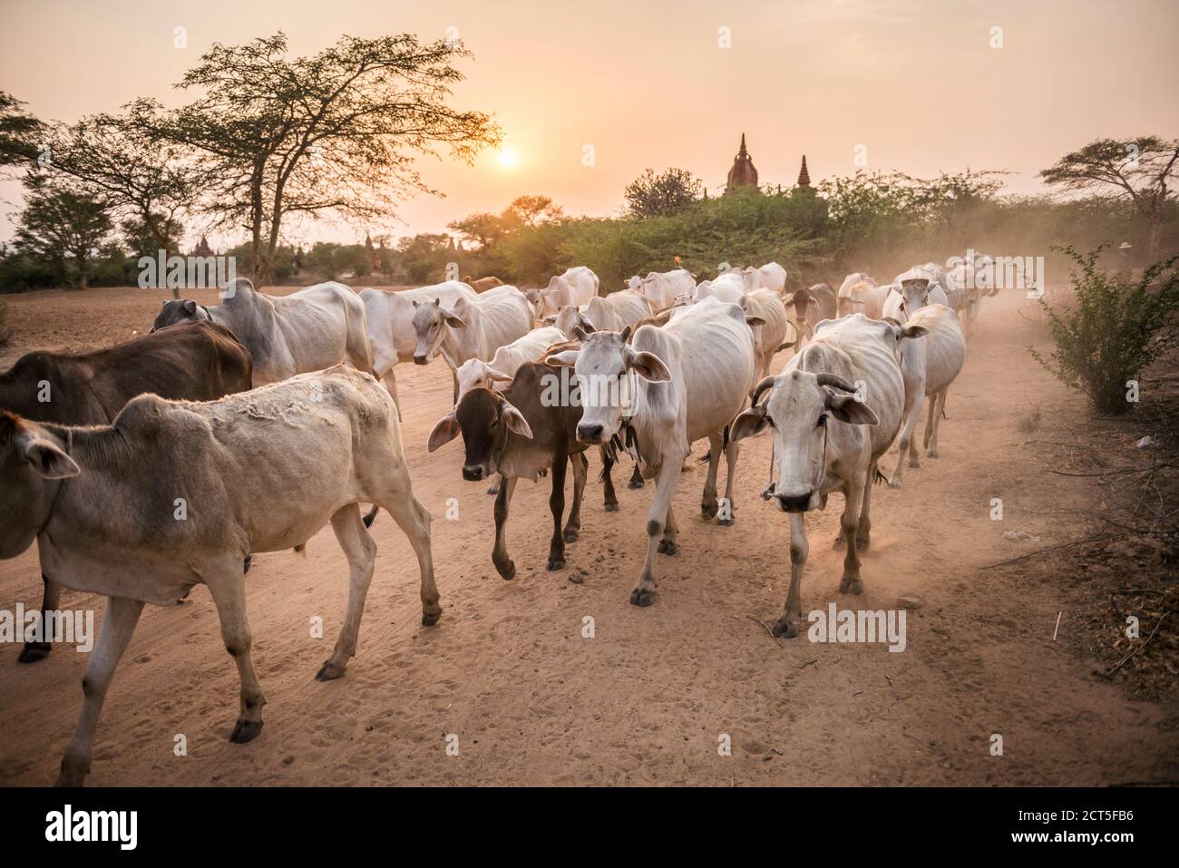 Cattle at sunset in the Temples of Bagan (Pagan), Myanmar (Burma Stock ...