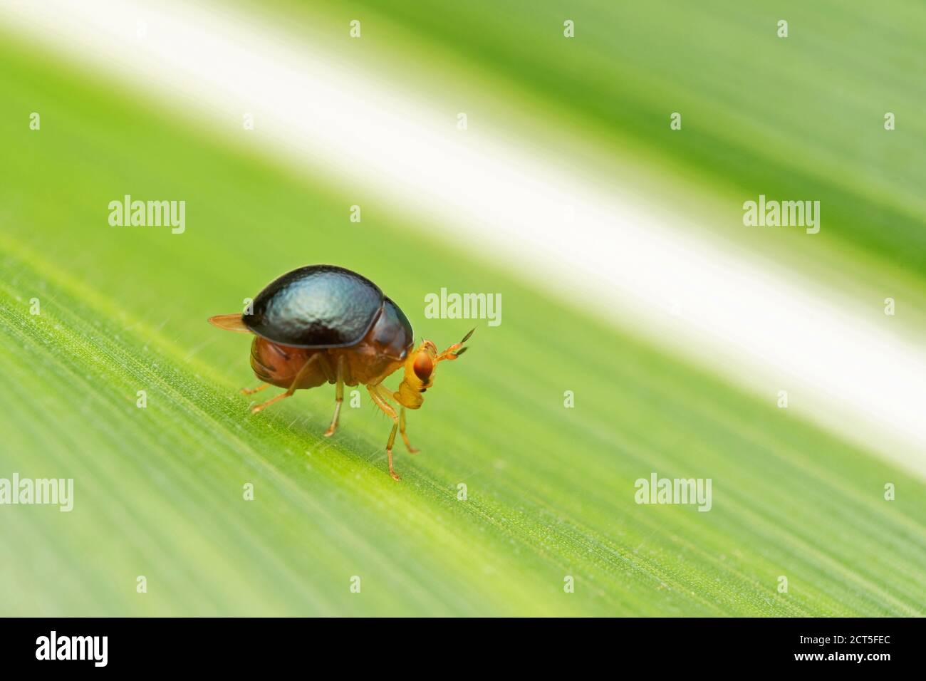 Shiny green and blue beetle hi-res stock photography and images - Alamy