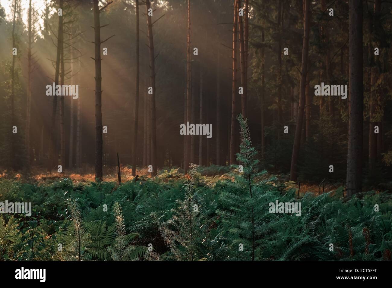 Green forest in sunlight light hi-res stock photography and images - Alamy