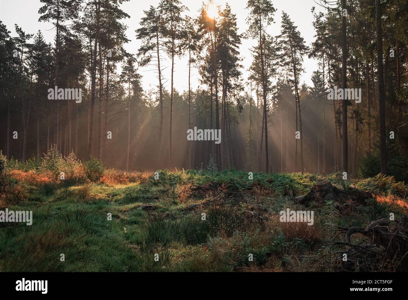 Green forest in sunlight light hi-res stock photography and images - Alamy