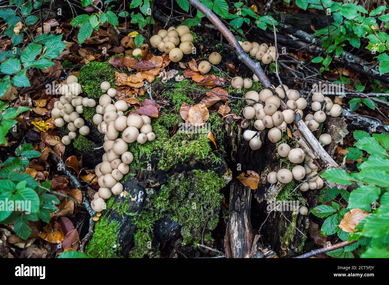 Meadow puffball hi-res stock photography and images - Alamy
