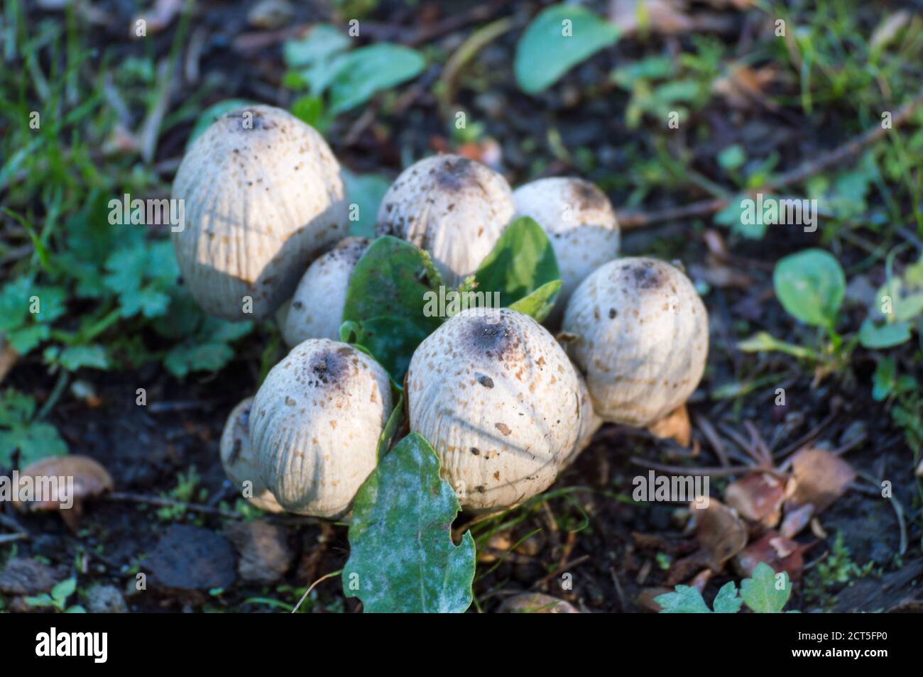 Meadow puffball hi-res stock photography and images - Alamy