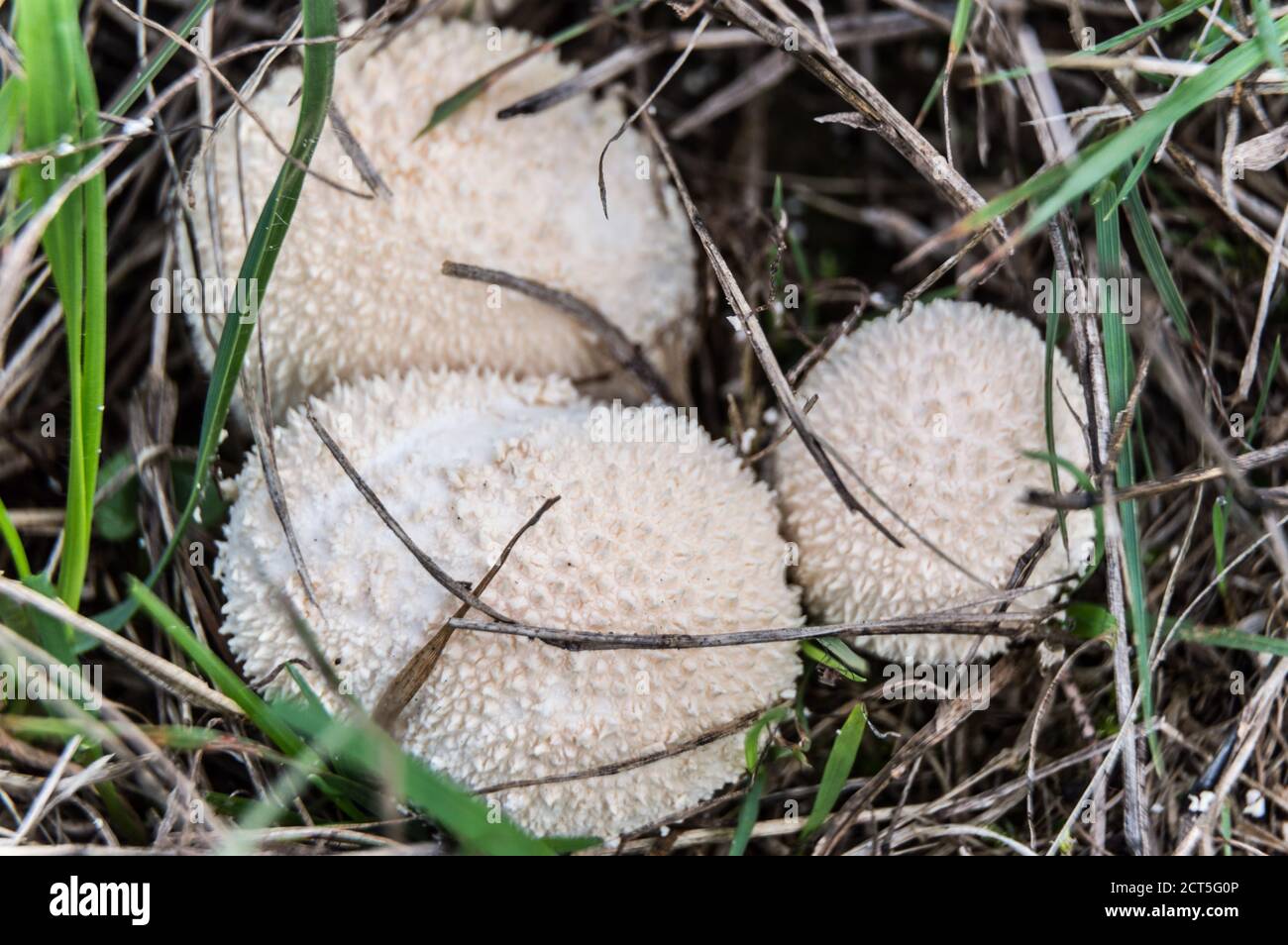 head of wild meadow puffball on meadow Stock Photo - Alamy