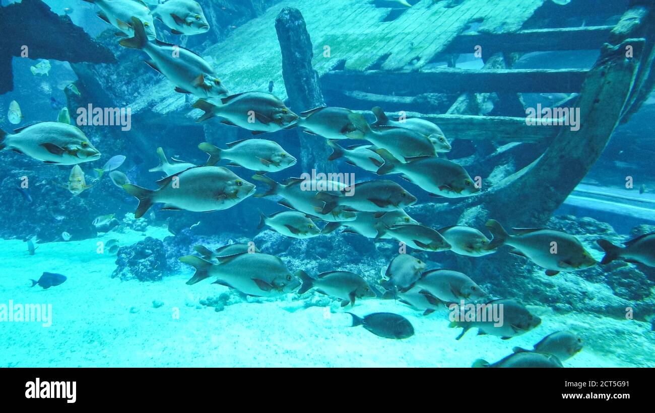School of amazing different types of gray fish floating and swimming on ...