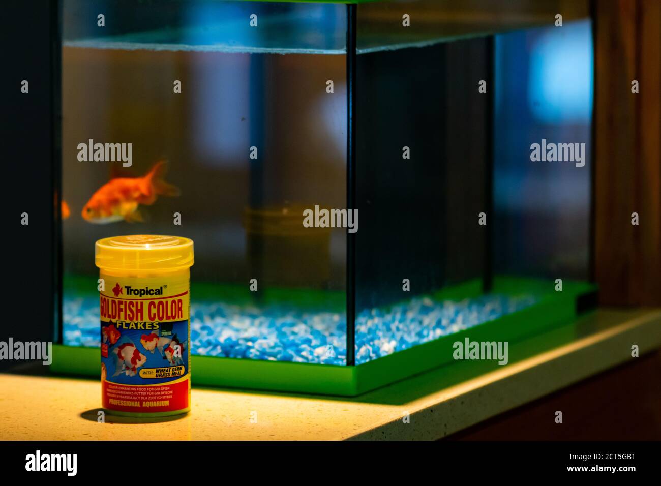 Goldfish fantail in aquarium near to his food branded Tropical goldfish ...