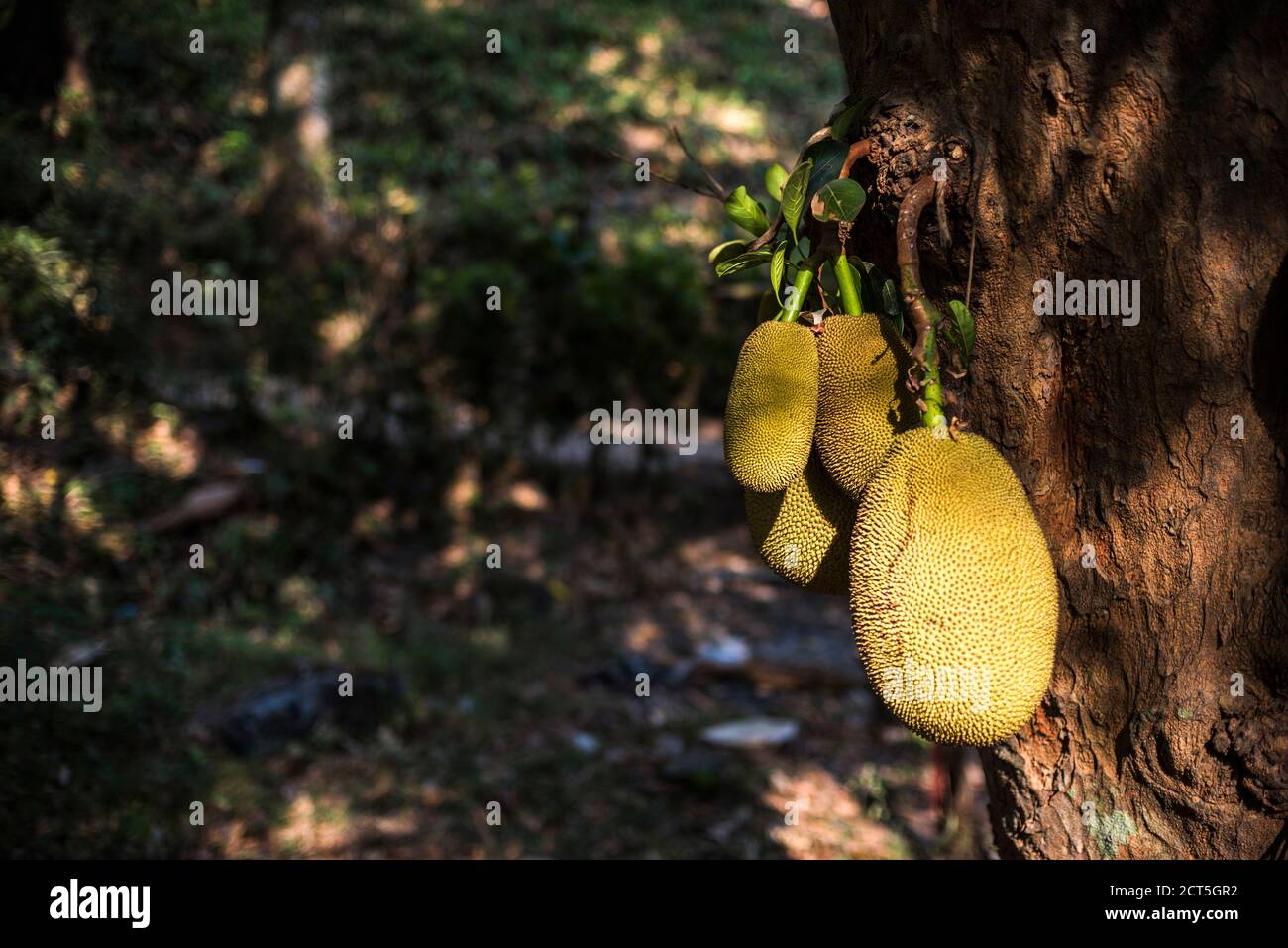 Myanmar fruits hi-res stock photography and images - Alamy