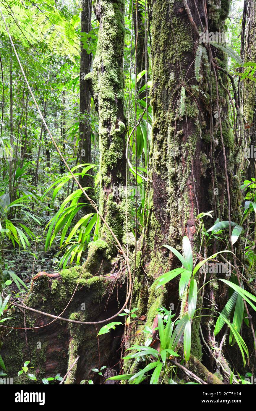 Tropical plants and trees growing in the jungle on Dominica island ...