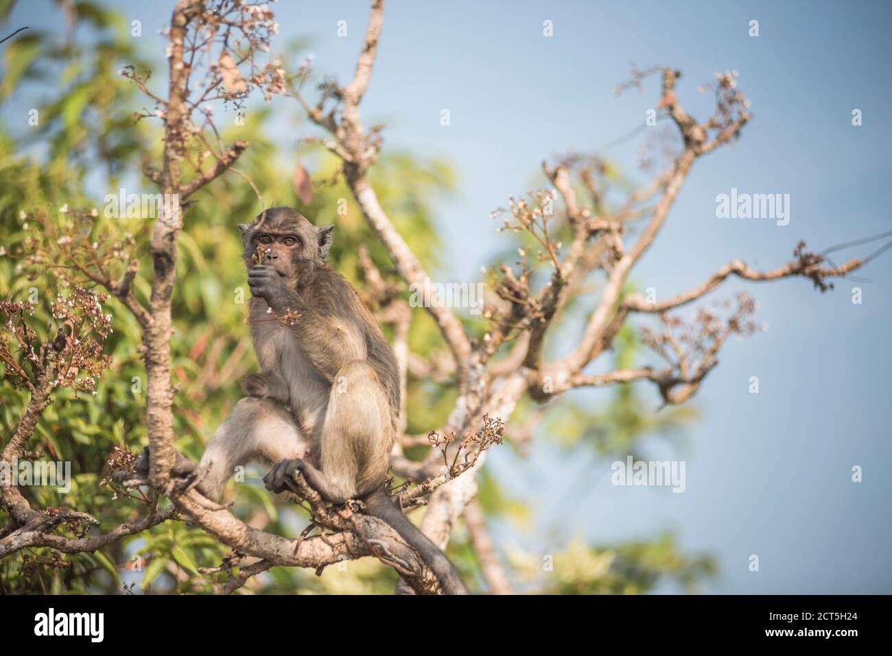 Burmese monkey hi-res stock photography and images - Alamy