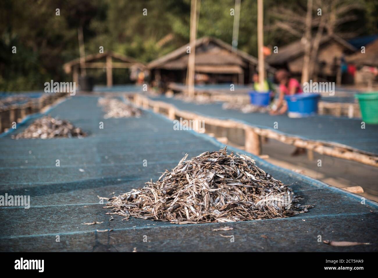 Fish drying in the sun at Tizit Fishing Village, Dawei Peninsula ...