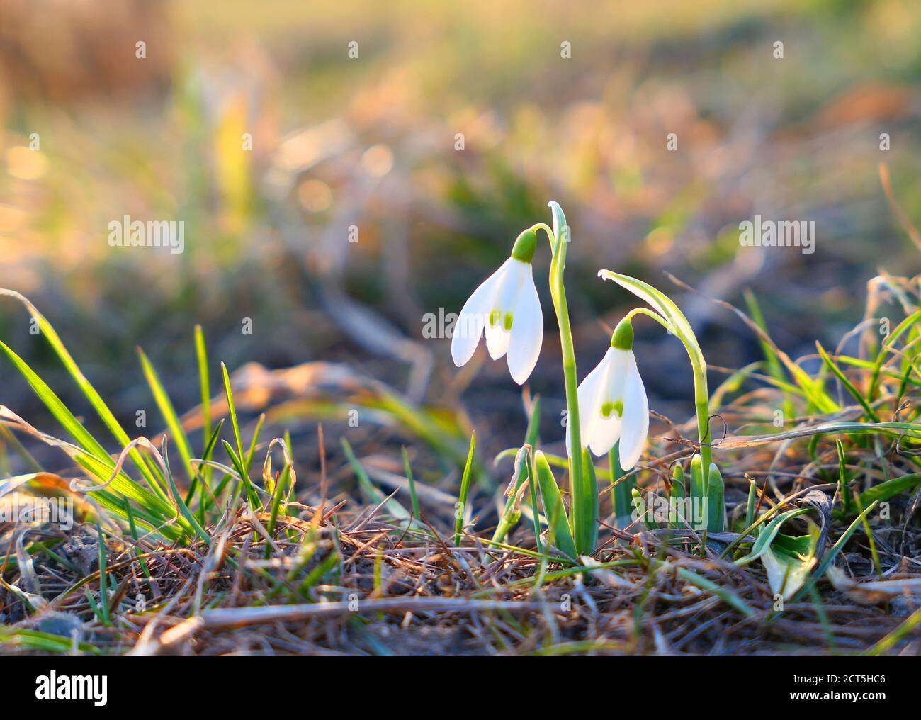 First signs of growth hi-res stock photography and images - Alamy