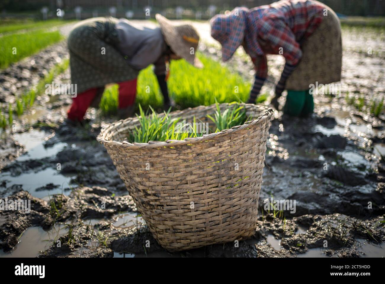 Farmers in rice paddy fields, Inle Lake, Shan State, Myanmar (Burma ...