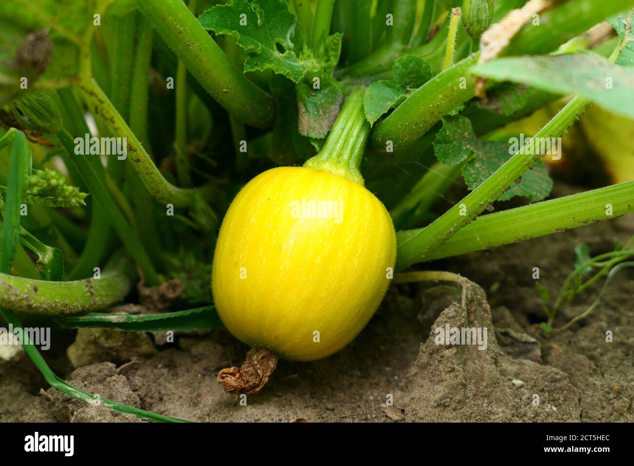Young pumpkin fruit growing on the plant Stock Photo - Alamy