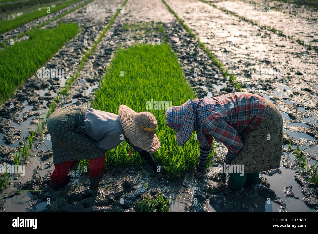 Farmers in rice paddy fields, Inle Lake, Shan State, Myanmar (Burma ...