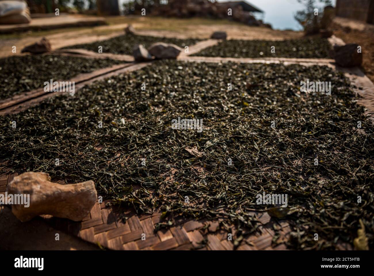 Tea leaves drying in the sun at a tea plantation, Pindaya, Shan State ...
