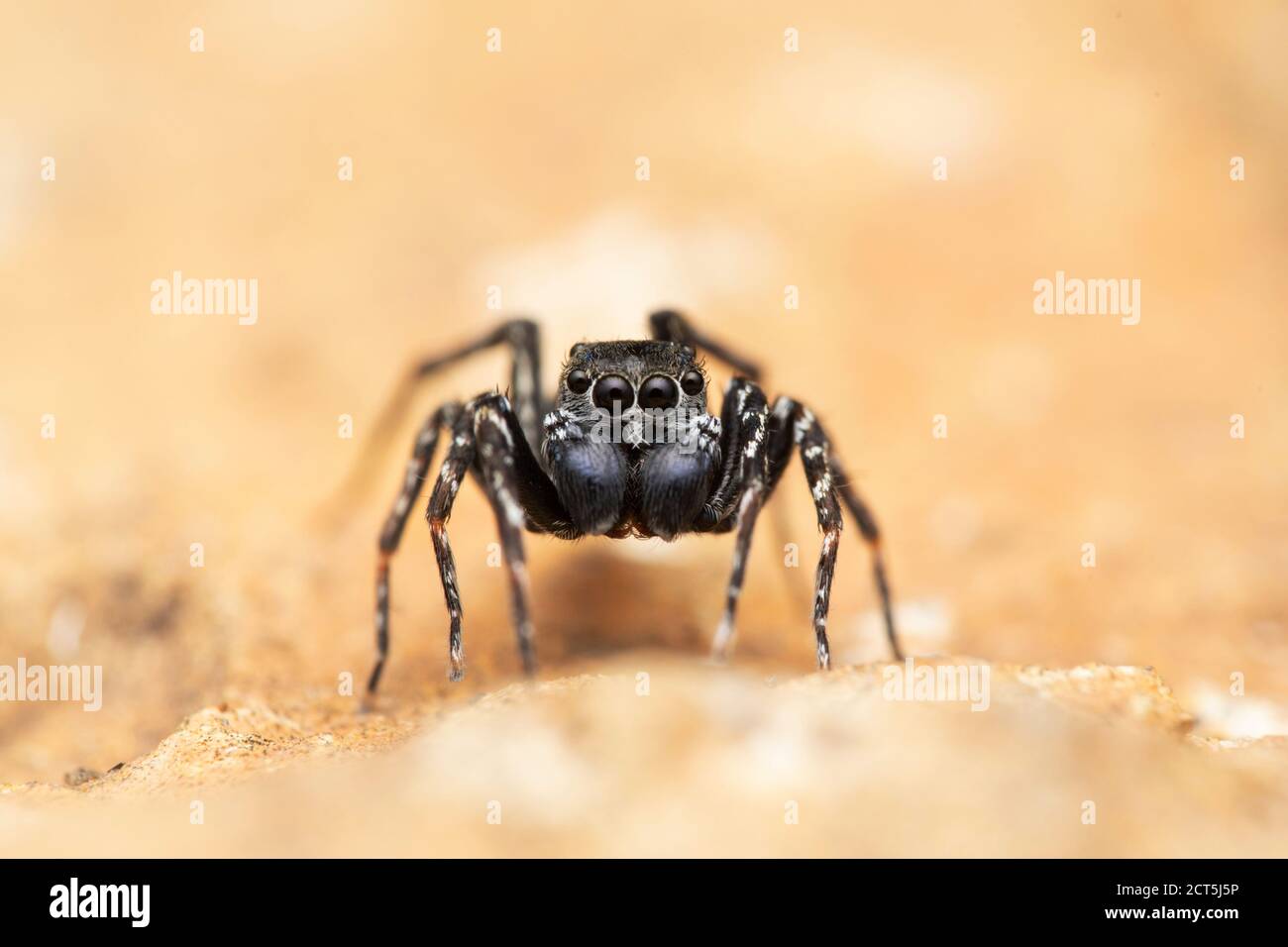 Face of Jumping spider Cyrba algerina, Salticidae, Satara, Maharashtra ...