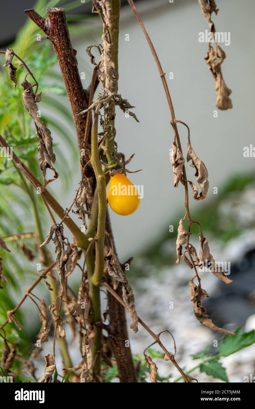 Cherry apple hi-res stock photography and images - Alamy