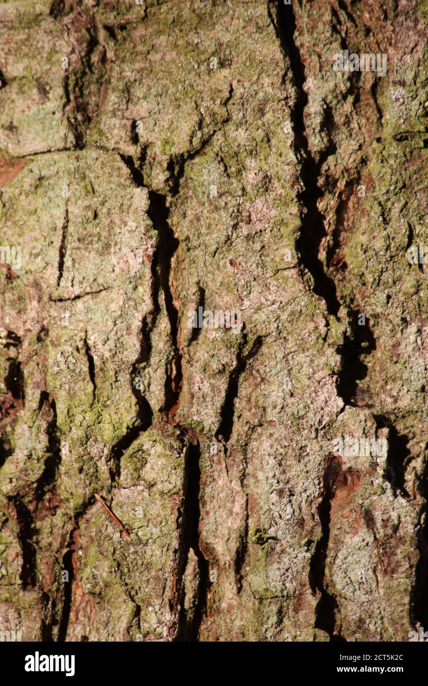 Tree bark textures Stock Photo - Alamy