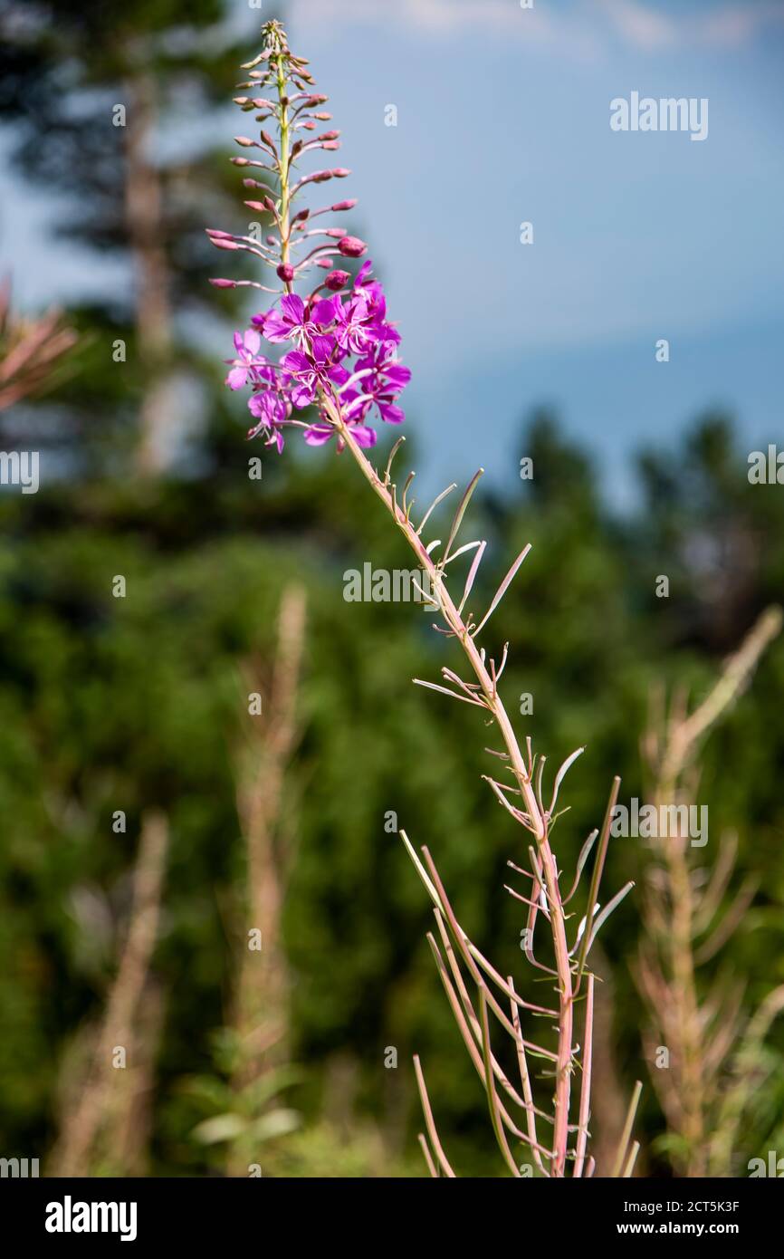 Beautiful nature in bulgaria flowers hi-res stock photography and ...