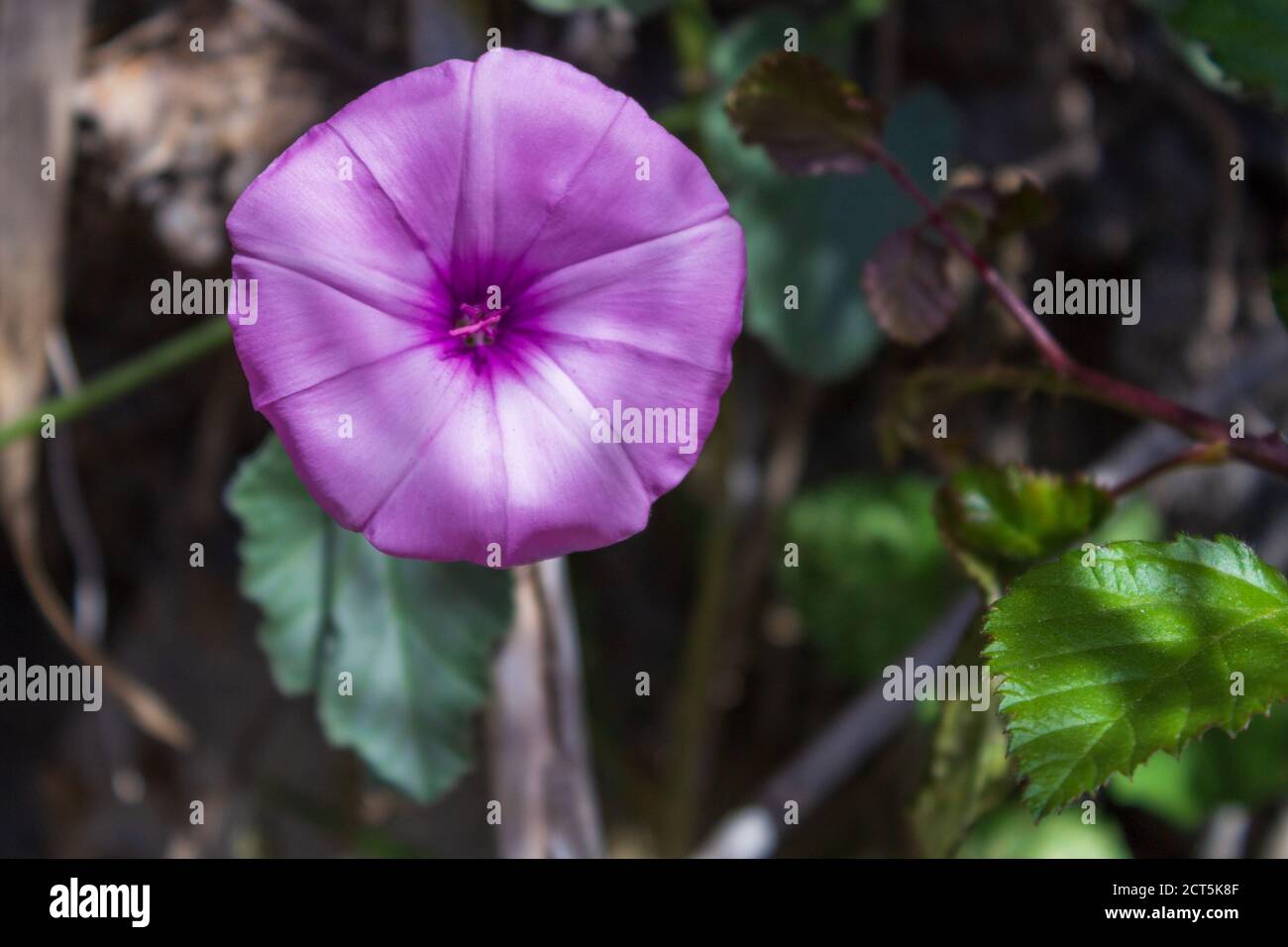 Convolvulus althaeoides, Single Pink Mallow Bindweed Flower Stock Photo ...