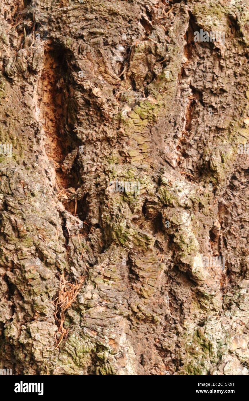 Tree bark textures Stock Photo - Alamy