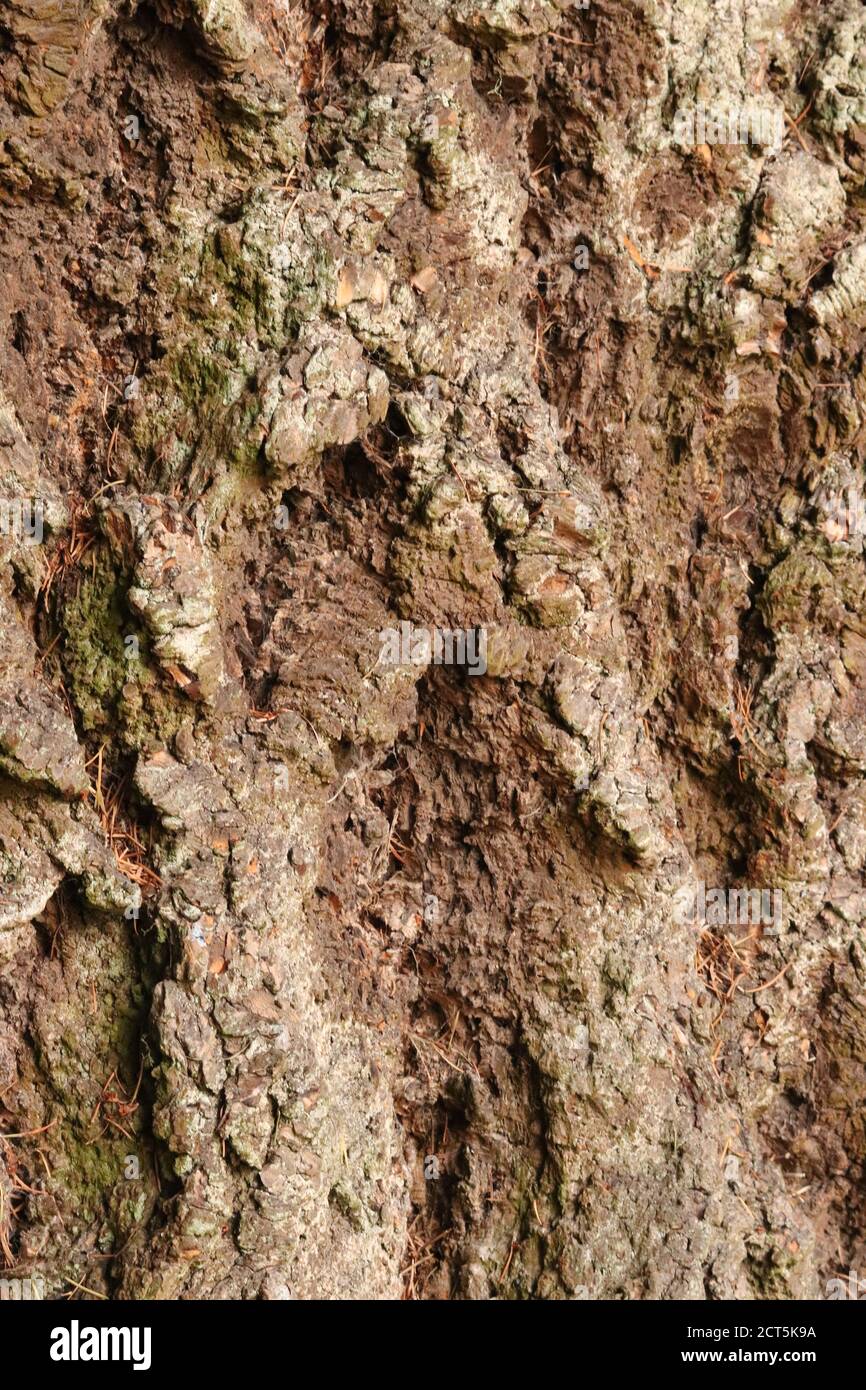 Tree bark textures Stock Photo - Alamy
