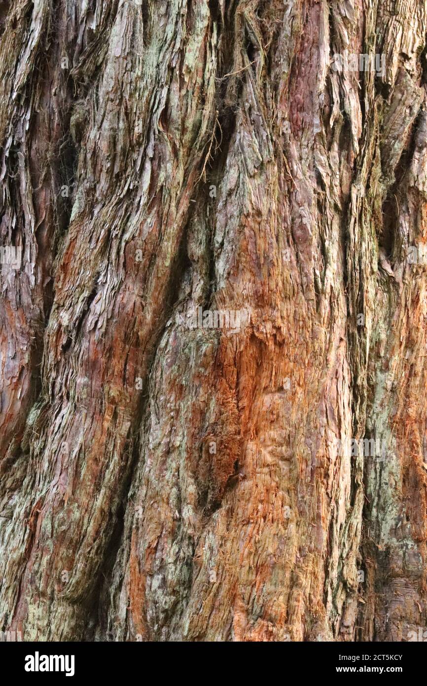 Tree bark textures Stock Photo - Alamy