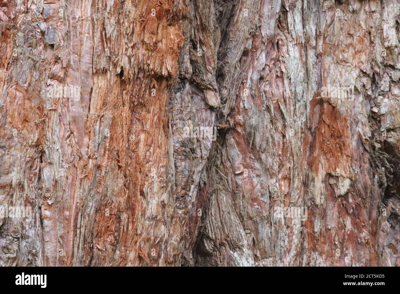 Tree bark textures Stock Photo - Alamy