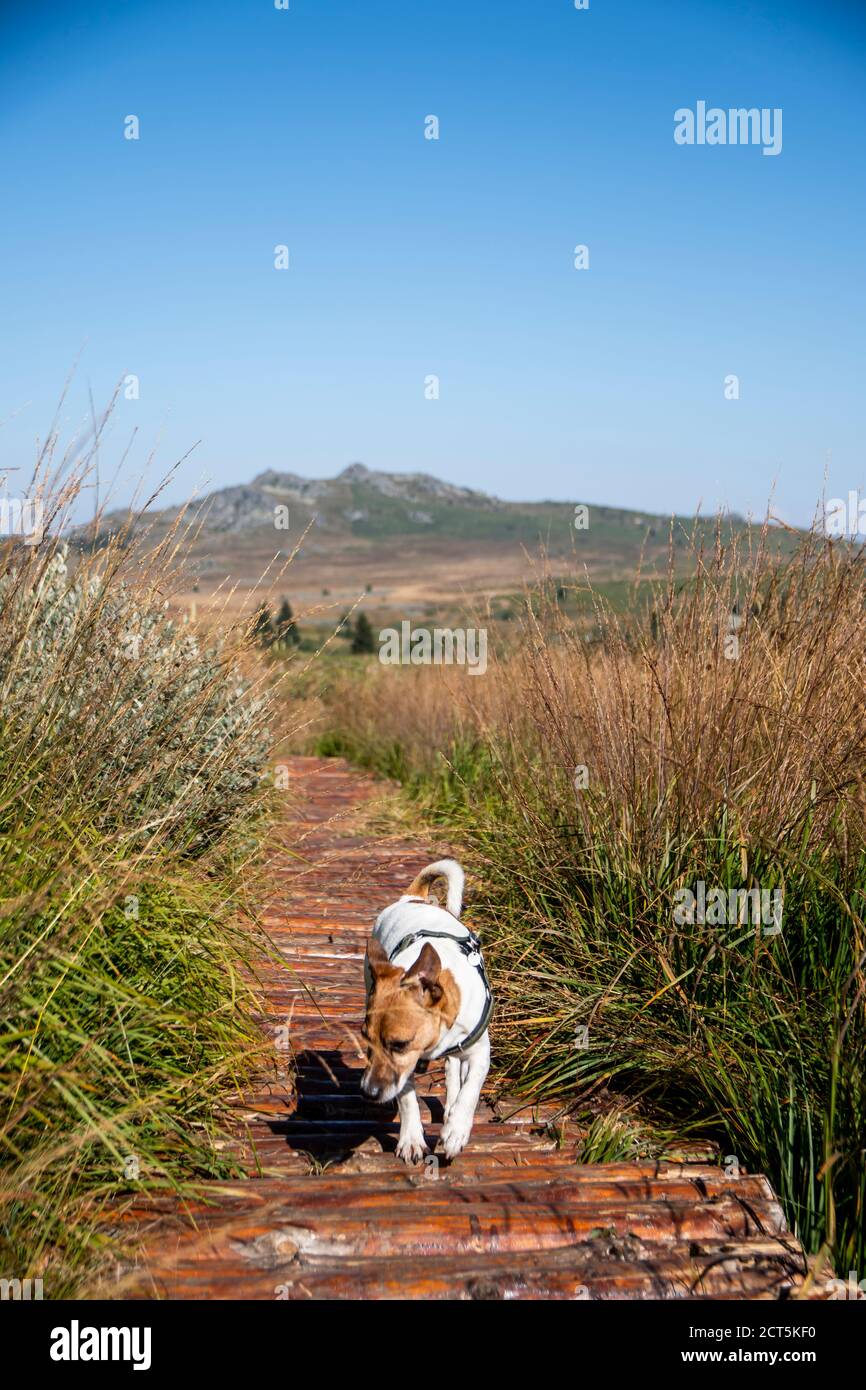 A jack Russell terrier running on a path of a hiking trail in Bulgaria ...