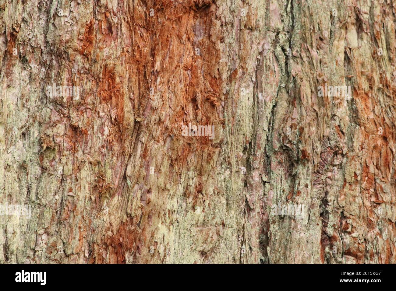 Tree bark textures Stock Photo - Alamy