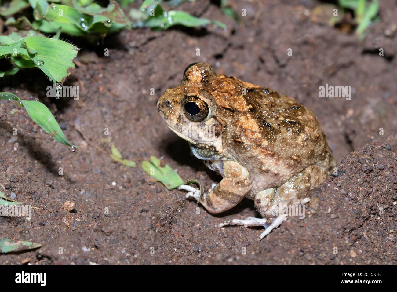 Lateral view of Indian Burrowing frog, Sphaerotheca breviceps, Satara ...