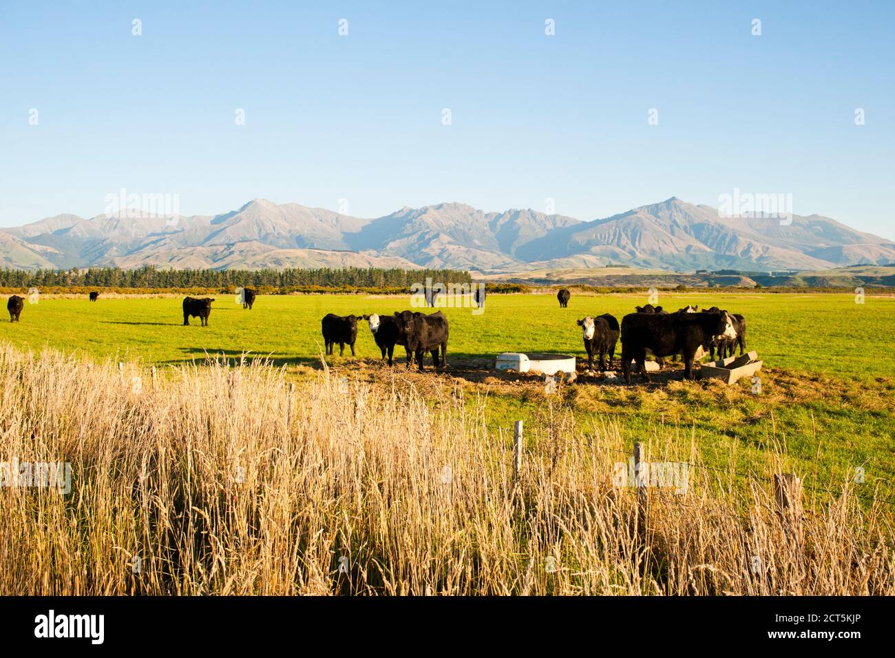 Cattle cows global warming climate change High Resolution Stock ...