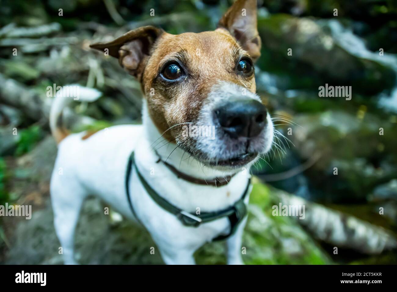 A dog looking at the camera Stock Photo - Alamy