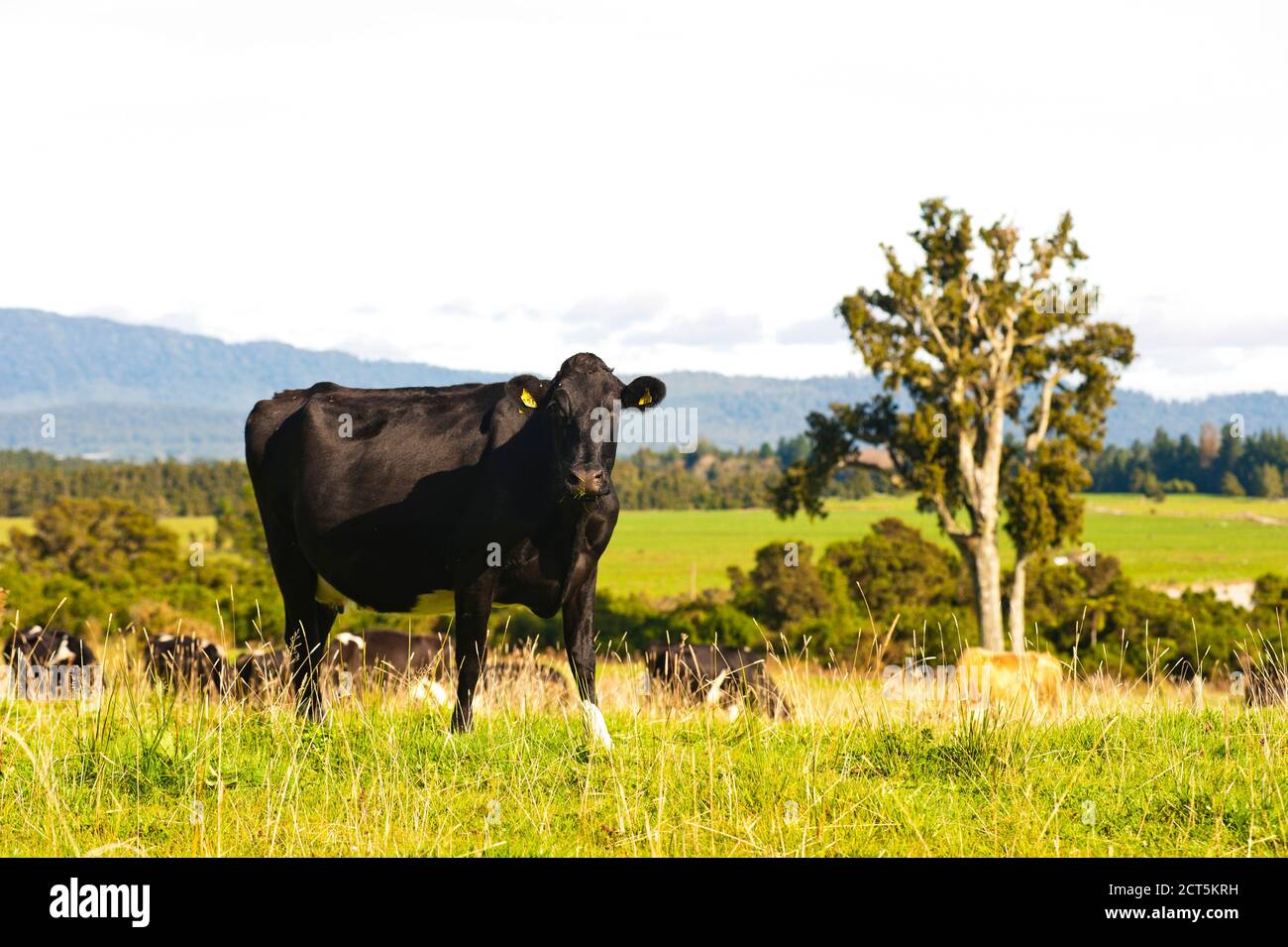 Dairy Cows New Zealand at Shirl Wright blog