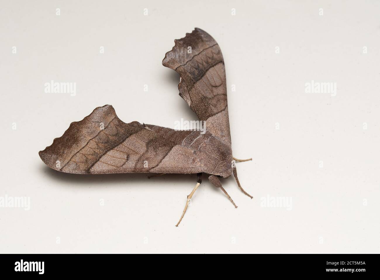 Elephant hawk moth white background hi-res stock photography and images ...