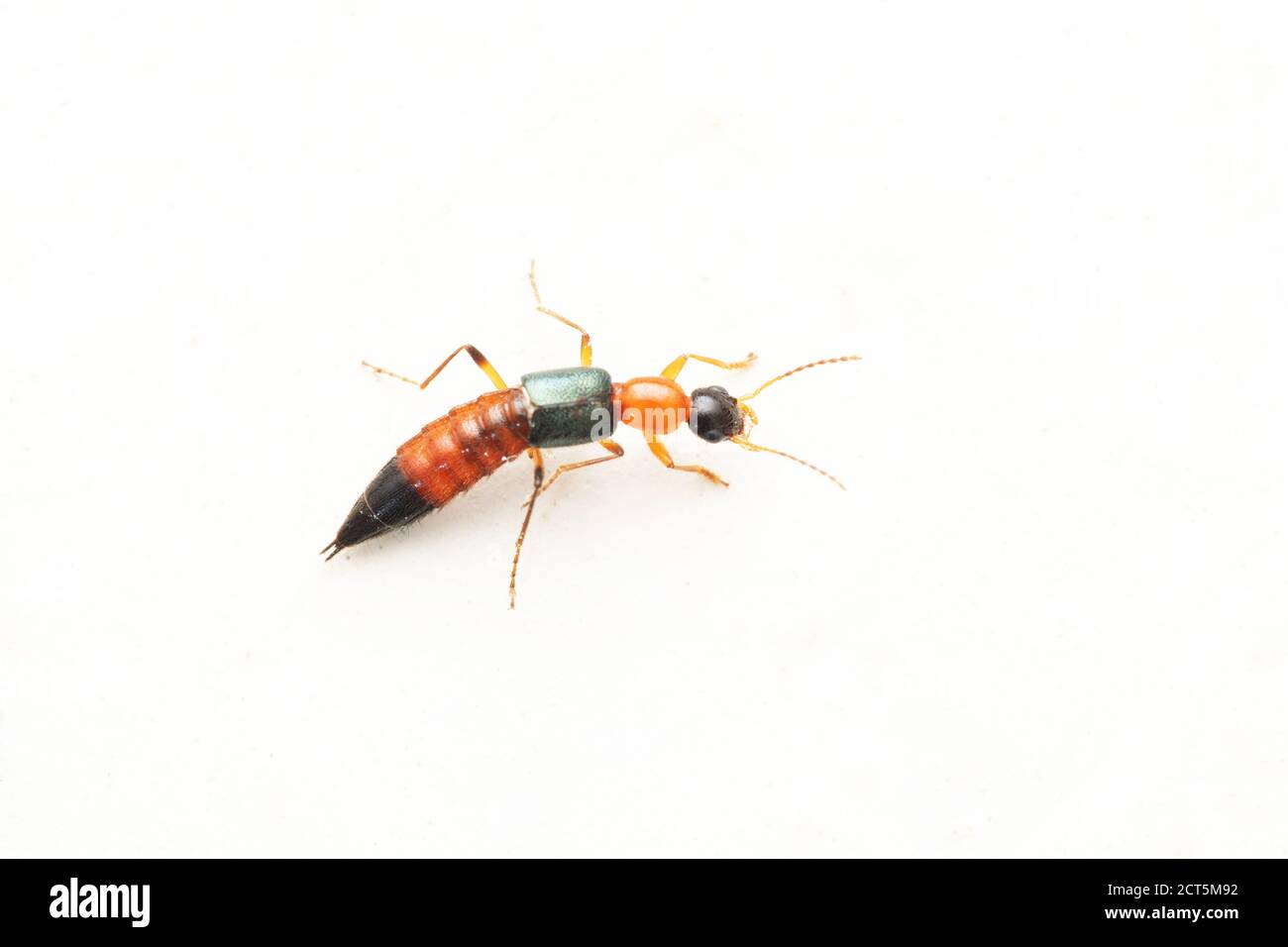 Rove beetles hi-res stock photography and images - Alamy