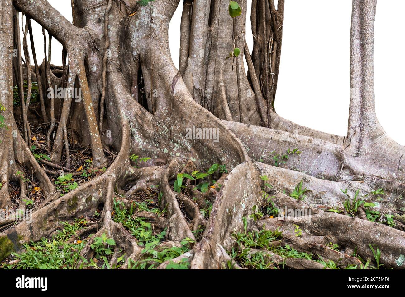 root and tree trunks isolate on white background Stock Photo - Alamy