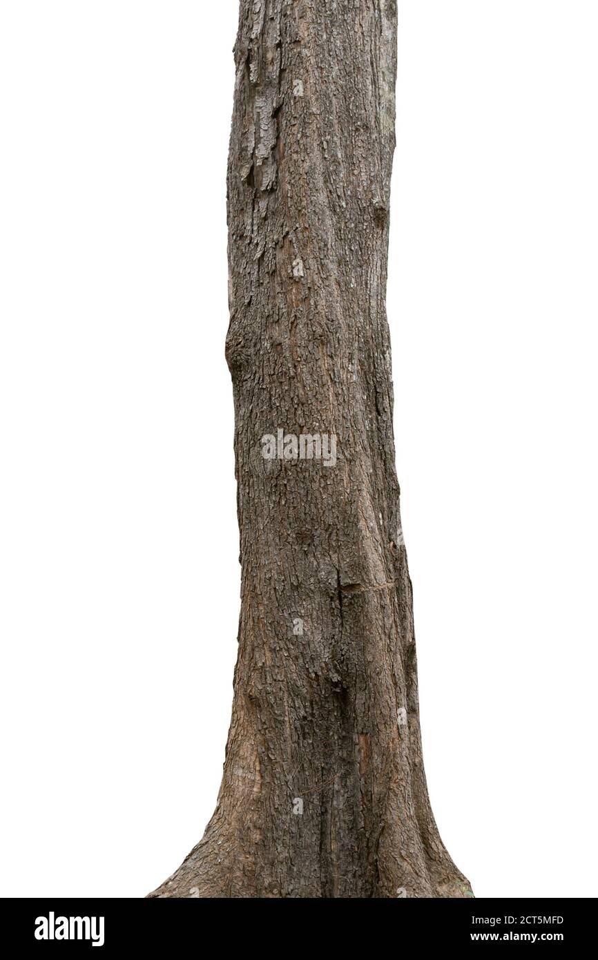 tropical tree trunks isolate on white background Stock Photo - Alamy