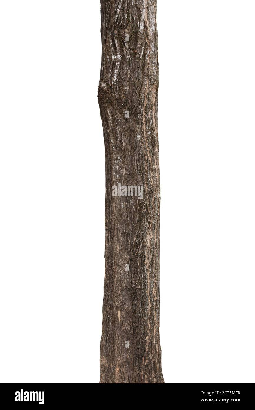 big tree trunks isolate on white background Stock Photo - Alamy