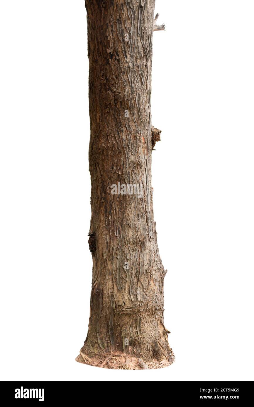 big tree trunks isolate on white background Stock Photo - Alamy